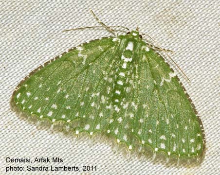 Papua Insects Foundation (Lepidoptera/Geometridae(Geometrinae ...
